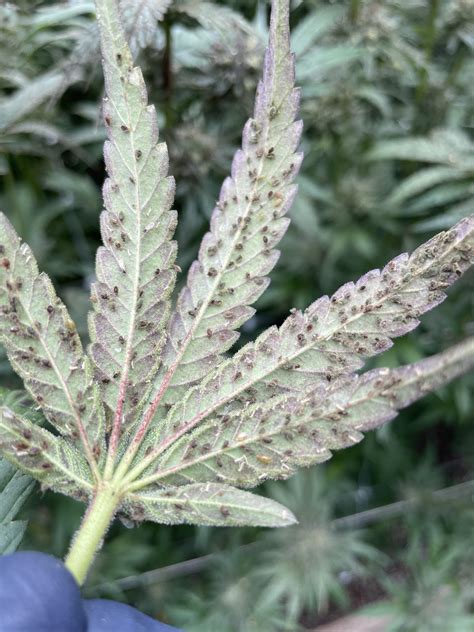 Im Pretty Sure I See Adult Root Aphids Ive Never Seen Them Develop Into Winged Adults Onto Im Pretty Sure I See Adult Root Aphids Ive Never Seen Them Develop Into Winged Adults Onto