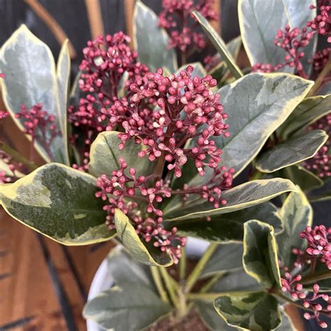 Skimmia Japonica Perosa Frunze Variegate Liliac Japonez