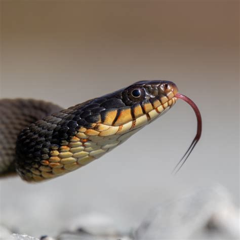 Daniel Redwine Website