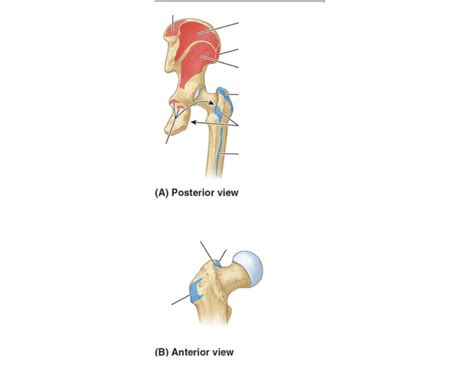 Muscles Of Hip And Proximal Femur Quiz