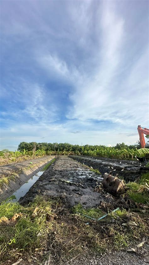 กล้วยหอมท กล้วยหอมทอง กล้วยน้ำว้าปากช่อง สวนปู่แจะ นครปฐม