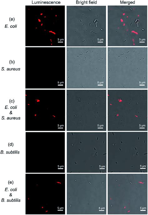 Bacterial Luminescence Test At Henry Trethowan Blog