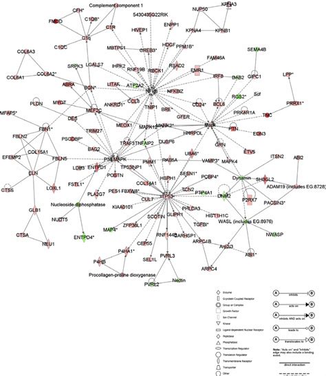 Biological Interaction Networks With Central Genes Ingenuity Pathway