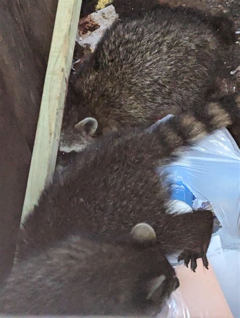 Update Update On My Trash Friends Someone Left The Window Open Again R Dumpsterdiving