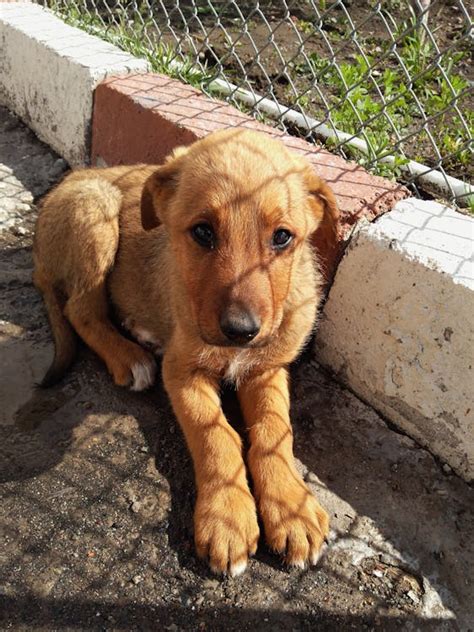 Foto De Stock Gratuita Sobre Adopción De Mascotas Adopción De Perros