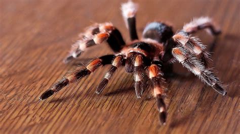 Tarantula Wallpapers 4k Hd Backgrounds On Wallpaperbat