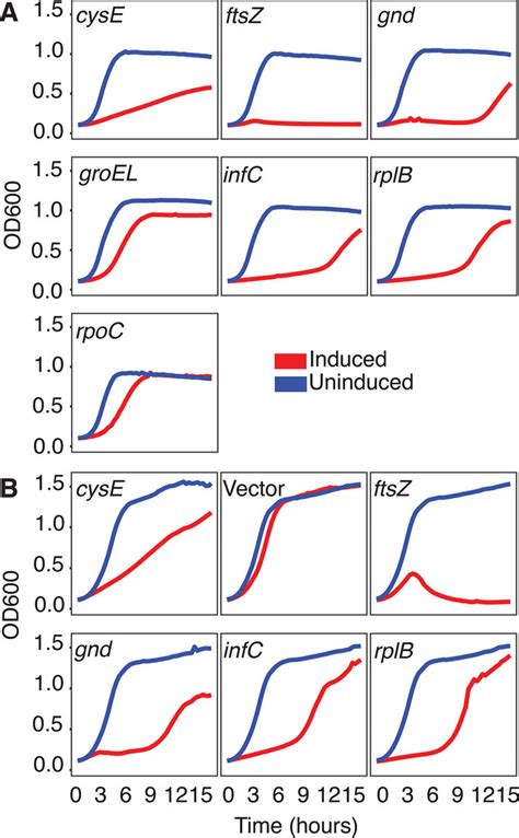 Essential Gene Knockdown Essential Genes Were Targeted For Knockdown Download Scientific