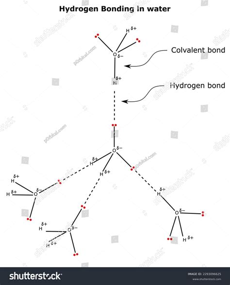 Hydrogen Bonding Covalent Bond Among Water Stock Vector Royalty Free