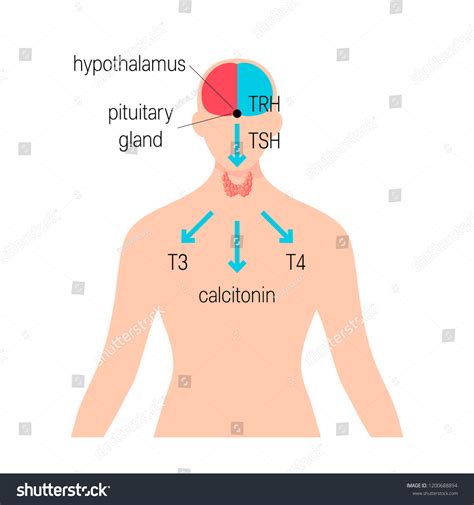 Thyroid Gland Functioning Vector Medical Illustration Stock Vector Royalty Free