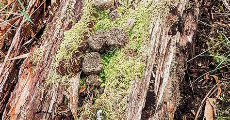 Wombat Poo Album On Imgur