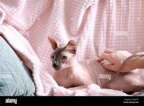 Funny Sphynx Cat With Owner At Home Stock Photo Alamy