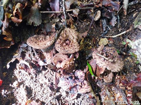 자연산 야생 식용버섯 종류 6가지 채취시기 송이버섯 능이버섯 산행 먹지 못하는 독버섯 특징 종류 네이버 블로그