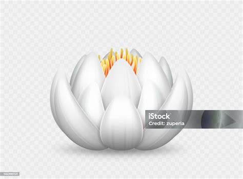현실적인 흰 연꽃입니다 아름다운 백합이 고립되어 있습니다 미용실 화장품에 대한 3d 요소 기호 0명에 대한 스톡 벡터 아트 및 기타 이미지 Istock