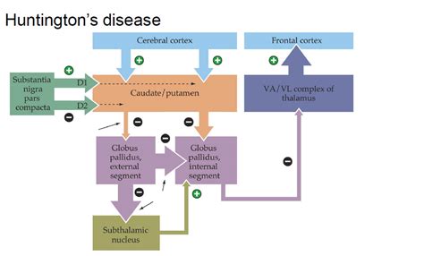 Huntingtons Diagram Quizlet