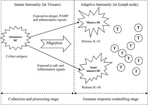 Main Functions Of DCs T Refers To NT Cells Download Scientific Diagram