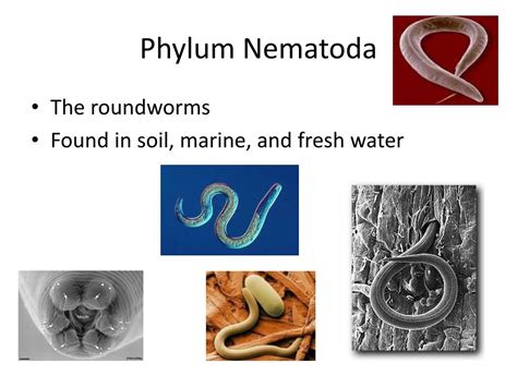 Ppt Unsegmented Worms Flatworms And Roundworms Powerpoint Presentation Id 2770251