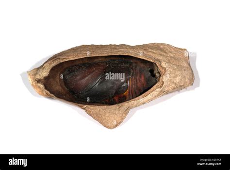 Atlas Moth Pupae Inside Cocoon Cut Open Attacus Atlas One Of The