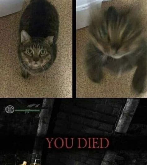 Kitty 9gag Kitty 9gag
