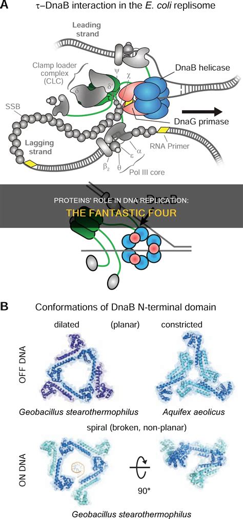 Proteins Role In Dna Replication The Fantastic Four Medshun