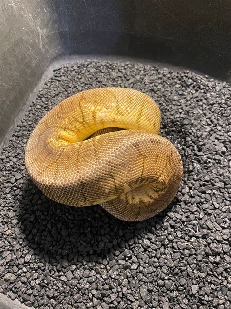 Black Pewter King Pin Ball Python By Carpys Boas And Corns Snakes