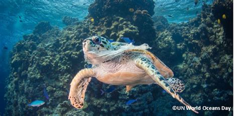 海洋プラスチックごみ問題どうして今 何が問題なの サストモ 知るつながるはじまる