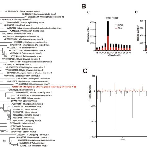 phylogenetic tree and analysis of virus derived small interfering rnas