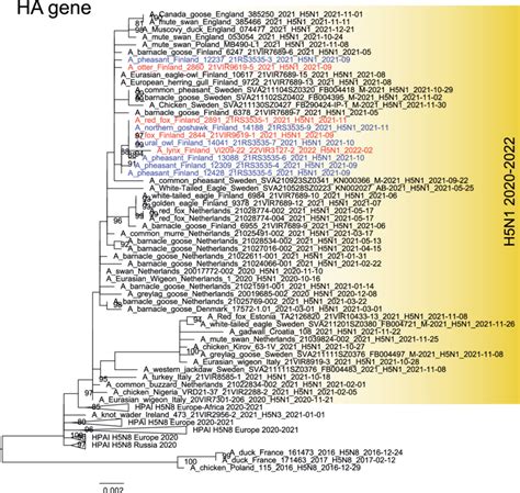 Maximum Likelihood Phylogenetic Tree Of The Ha Gene The Tree Was Download Scientific Diagram