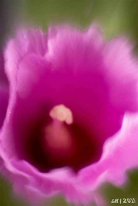 20150730 Ilce 6000 02951p1024 Luimem Flickr