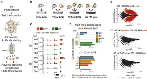 Developmental Cell Fate Choice In Neural Tube Progenitors Employs Two Distinct Cis Regulatory