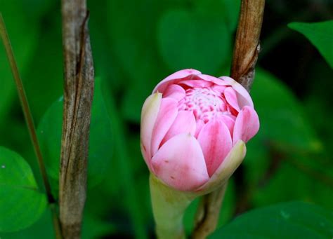 Spices Unearthed Torch Ginger Flower Bunga Kantan Season With Spice
