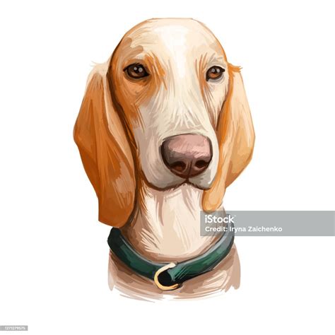 흰으로 고립된 포르클레인 개 초상화 웹 티셔츠 프린트 강아지 푸드 커버 디자인에 손으로 그린 강아지의 디지털 아트 일러스트 프렌치 향수 사냥개 치엔 드 프랑슈 콤테 애완