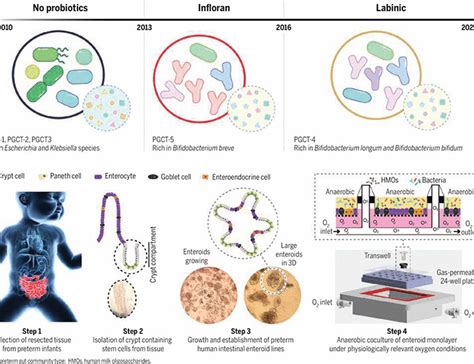 Diet Microbe Host Interaction In Early Life Science