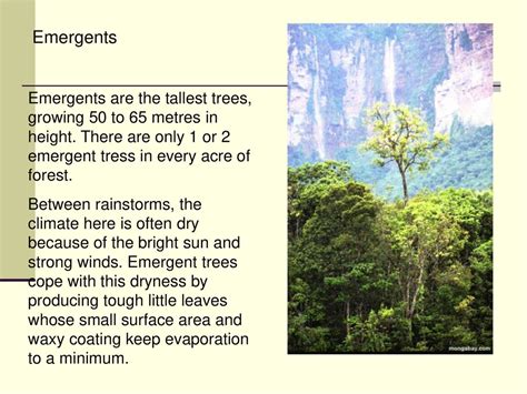 Emergent Trees