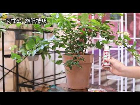 茉莉花怎么养园艺师教你茉莉花的详细养护技巧 YouTube
