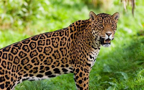 Jaguar Majesty Hd Stunning Wildlife Wallpaper 1920x1200 Wallpaper