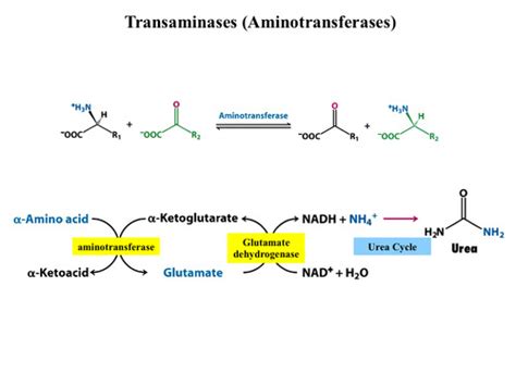Amino Acid Degradation Exam 3 Flashcards Quizlet