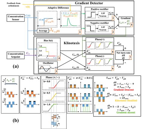 a network diagram for the gradient detector and klinotaxis blocks