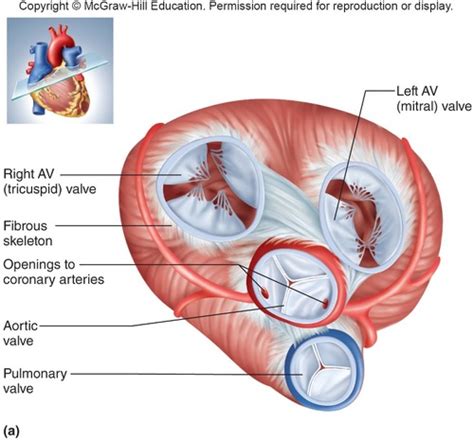 Biology 3320 Chapter 19 Exam Flashcards Quizlet