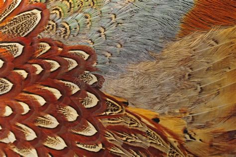 Texture Pheasant Feather Stock Illustration Illustration Of Natural