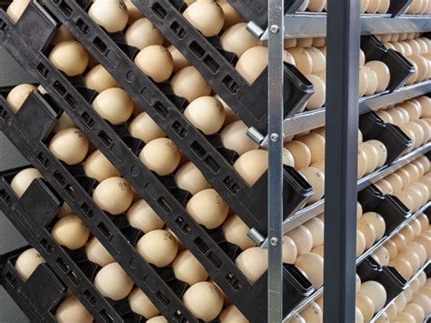 The Critical Role Of Egg Turning Essential Insights Petersime