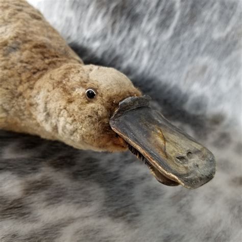 Duck Billed Platypus Classification Repairfery