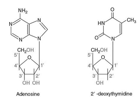 What Is The Difference Between A Nucleotide And Nucleoside Give Two Examples Of Each With Their