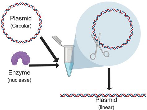 Updates Grant Funded New Way To Make Dna And A Broken Treadmill — Larry Rodriguez Phd