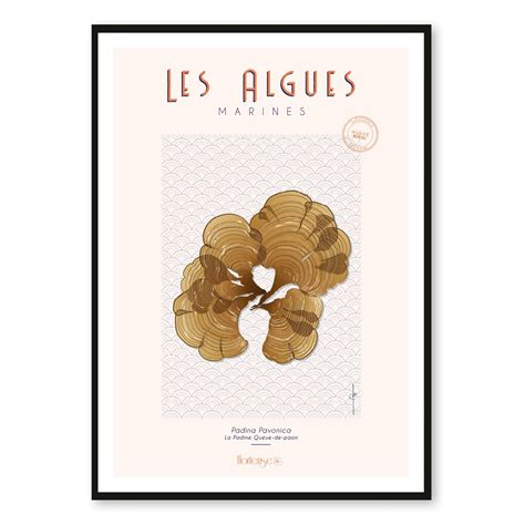 Buy Wholesale Displays Seaweed Padina Pavonica