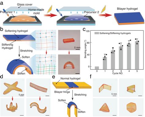 Programming Shape Morphing Behavior Of Bilayer Hydrogels A Schematic