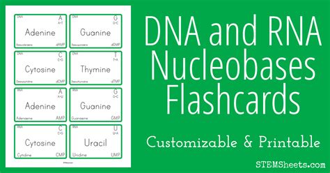 A Customizable And Printable Flashcard Set For Dna And Rna Nitrogenous