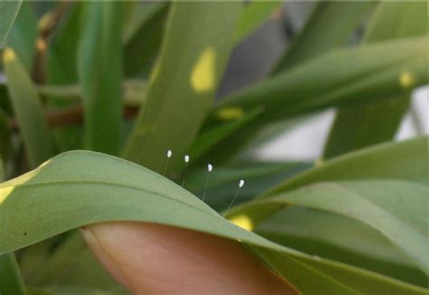 優曇婆羅花在印尼棉蘭開放圖 明慧網