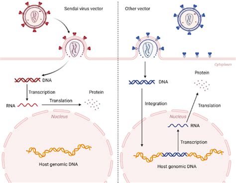 Gene Editing And Reprogramming Of Human Fibroblast Cells To Human Induced Pluripotent Stem Cells