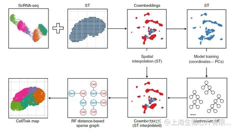 单细胞空间转录组联合分析硬核出击 Celltrek 知乎 单细胞空间转录组联合分析硬核出击 Celltrek 知乎