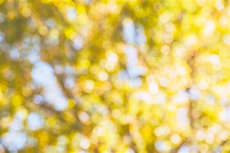 Background Blur Natural And Light Background In The Park Yellow Tree Maple Bokeh 9563350 Stock